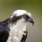 About – Osprey Wilds
