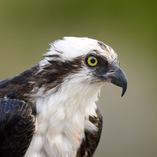 About – Osprey Wilds