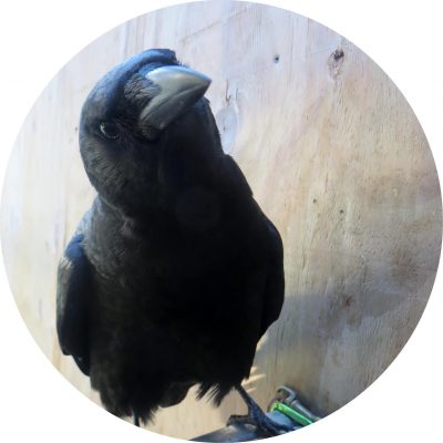 Mob – American Crow - Osprey Wilds