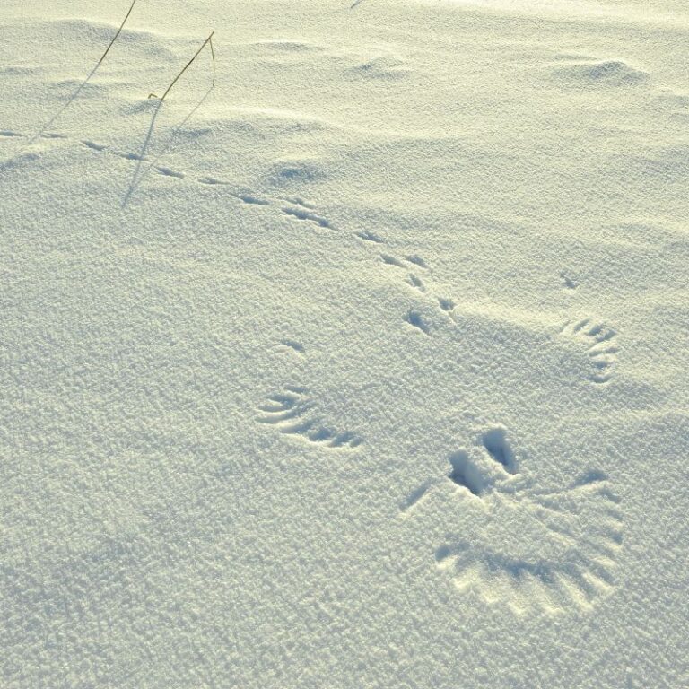Winter Hike – Animal Tracks & Signs - Osprey Wilds