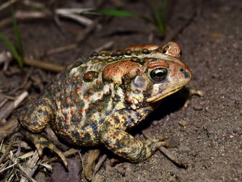 Phrog – American Toad - Osprey Wilds