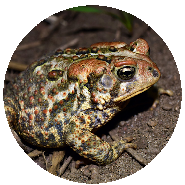 Phrog – American Toad - Osprey Wilds