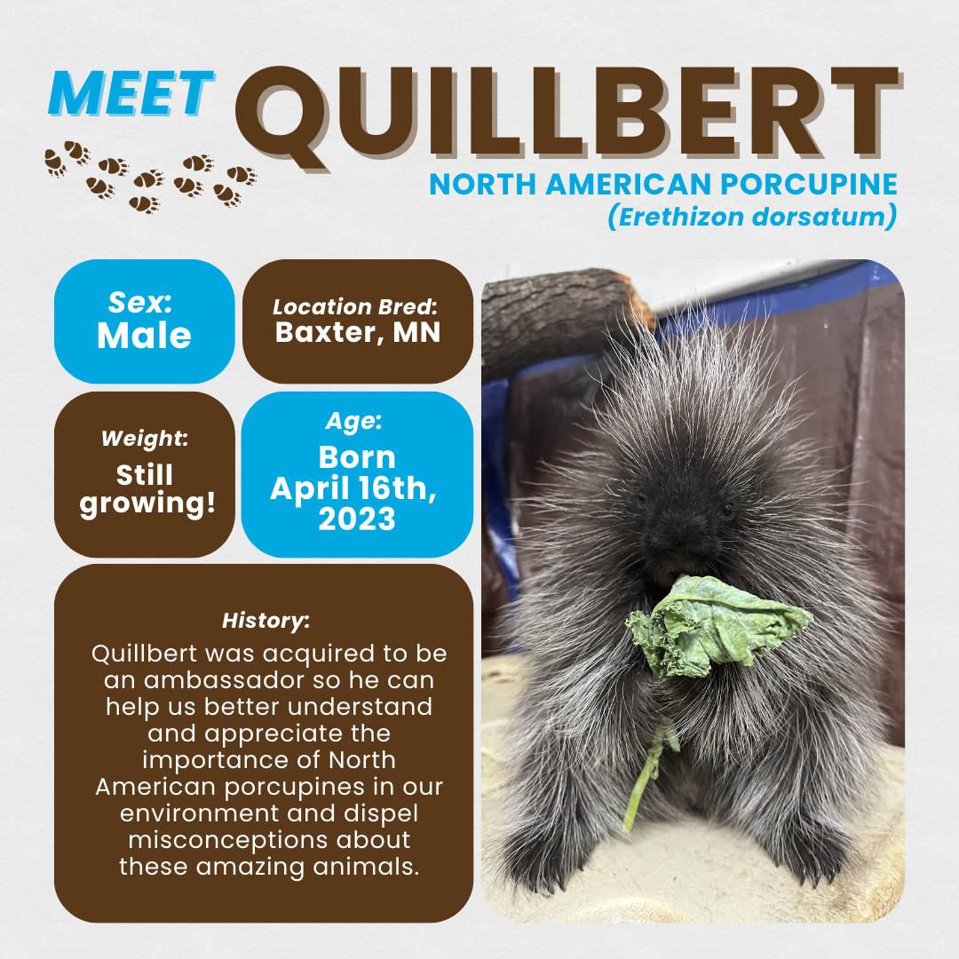 Quillbert’s 3rd Birthday Party - Osprey Wilds